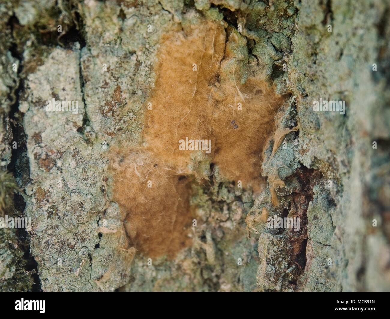 Gypsy moths hi-res stock photography and images - Alamy