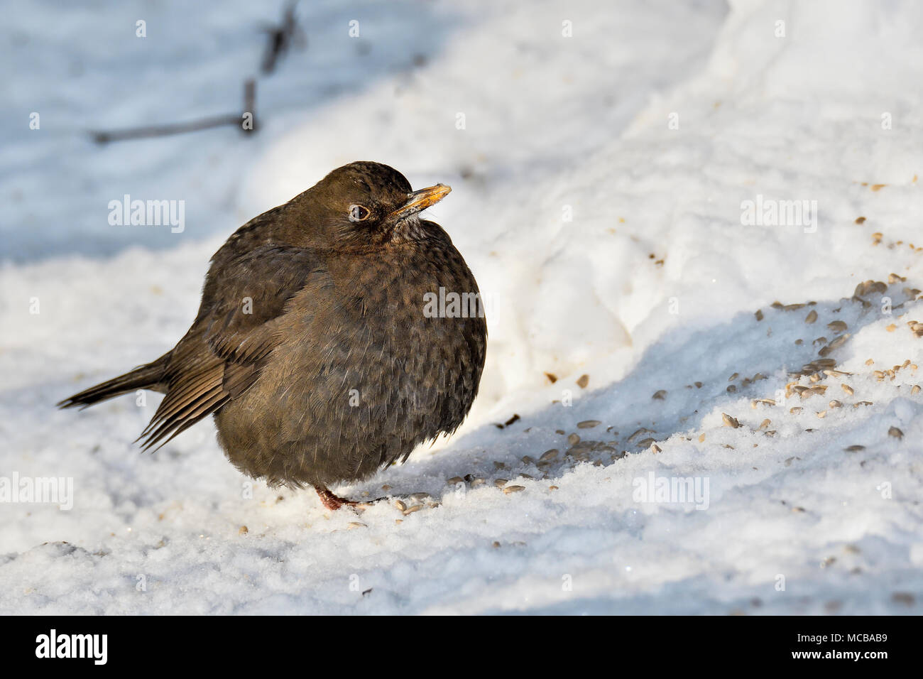 Fluffer hi-res stock photography and images - Alamy