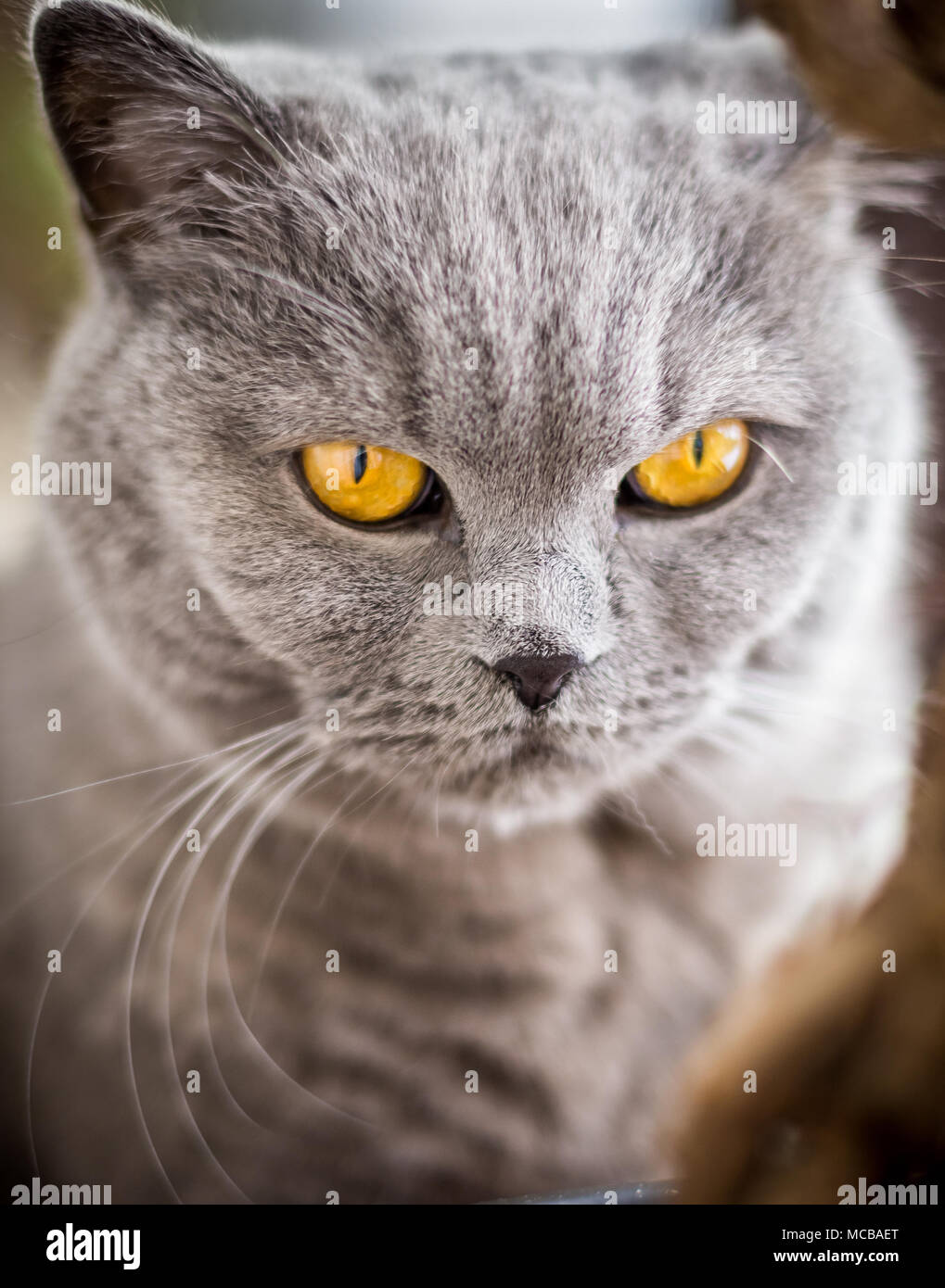 British shorthair grey hi-res stock photography and images - Alamy