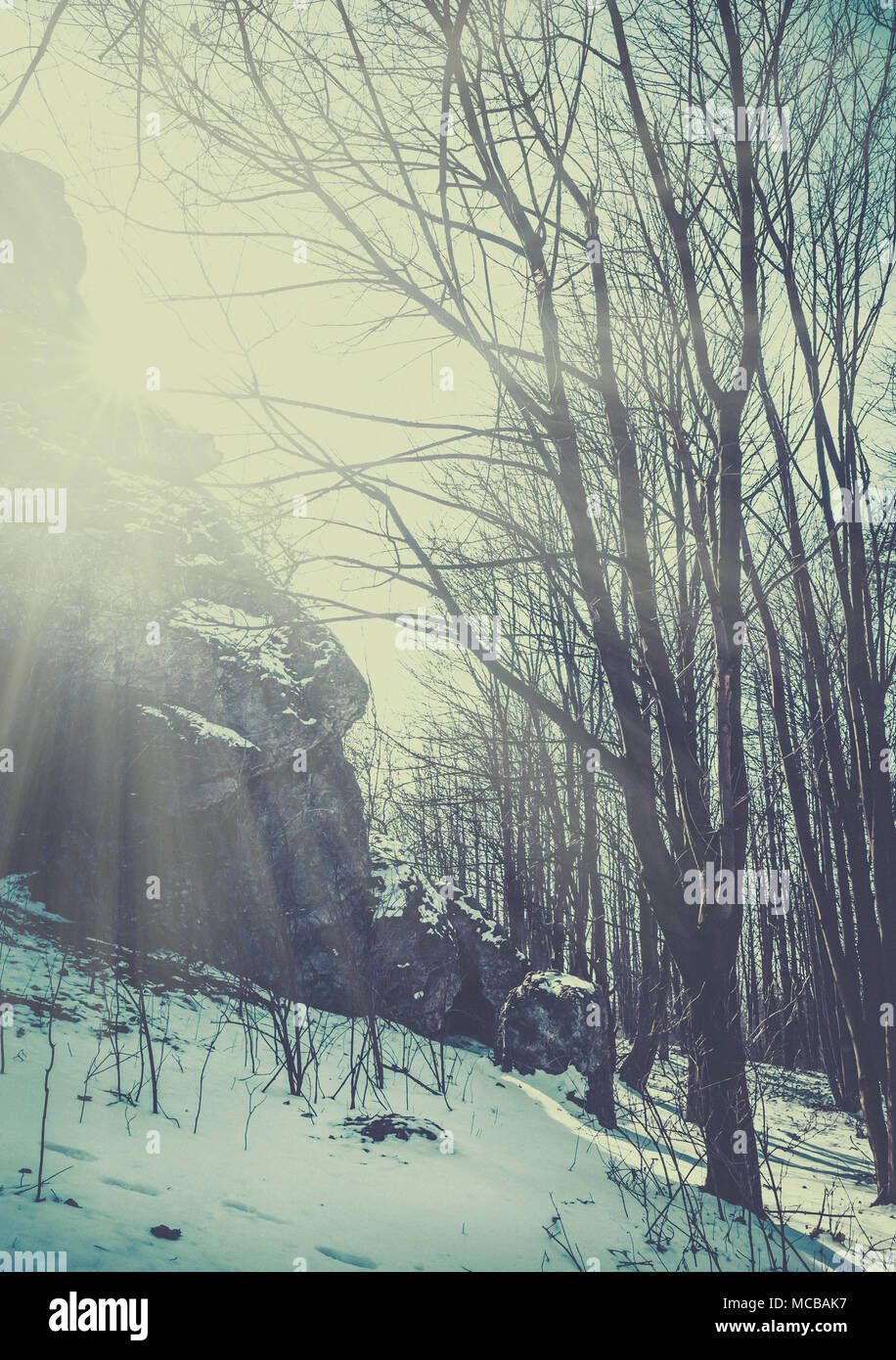 Filtered light forest hi-res stock photography and images - Alamy