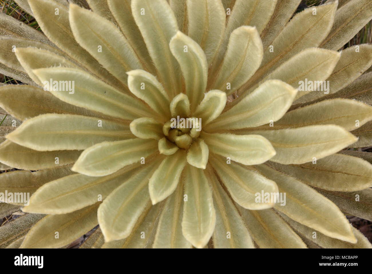 Frailejon hi-res stock photography and images - Alamy