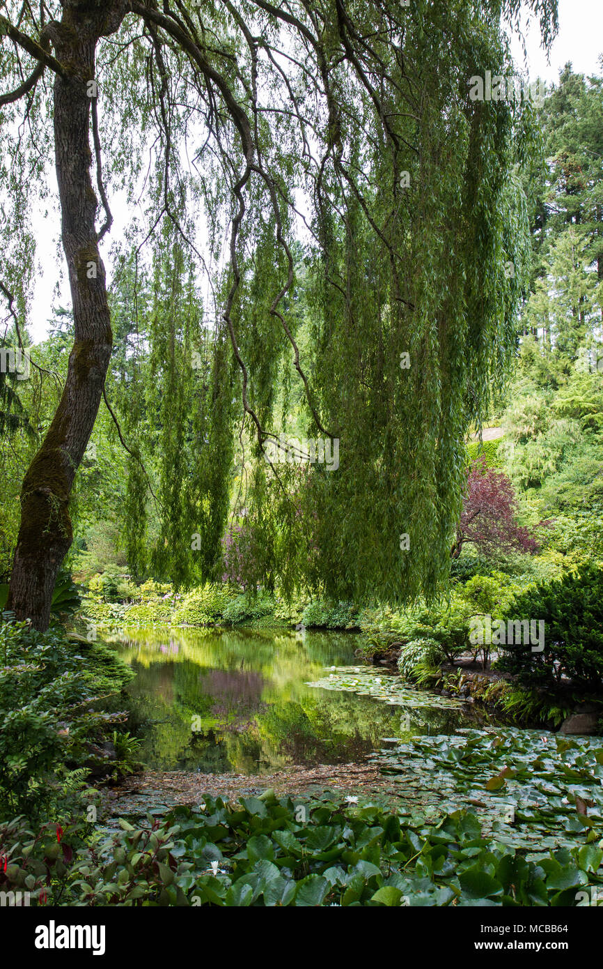 A weeping willow hangs over a small pond the sunlight reflecting the ...