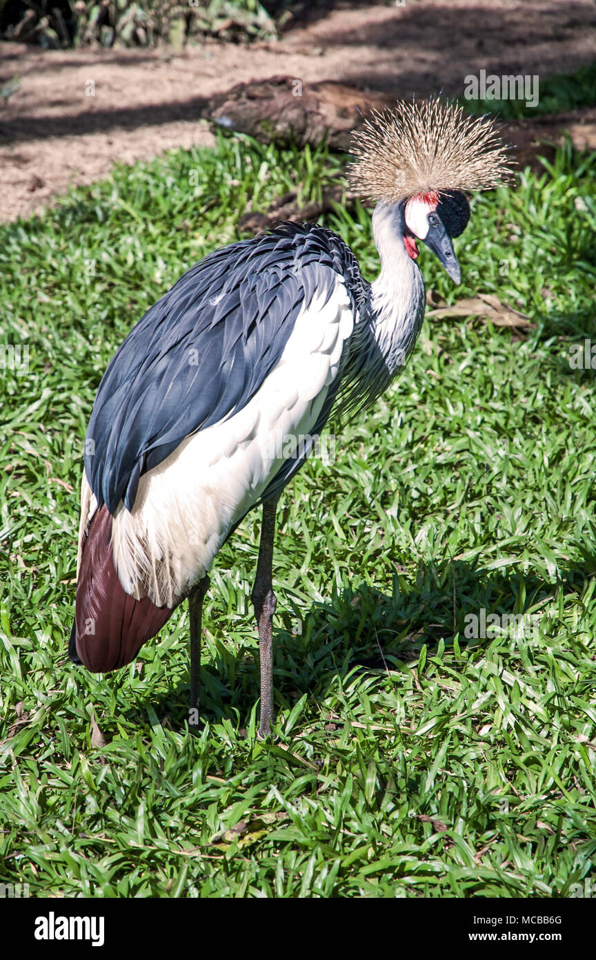 African Crowned Crane Stock Photo - Alamy