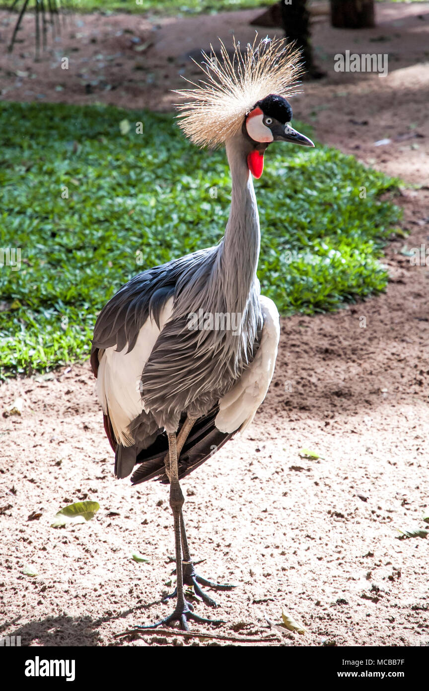 African Crowned Crane Stock Photo - Alamy
