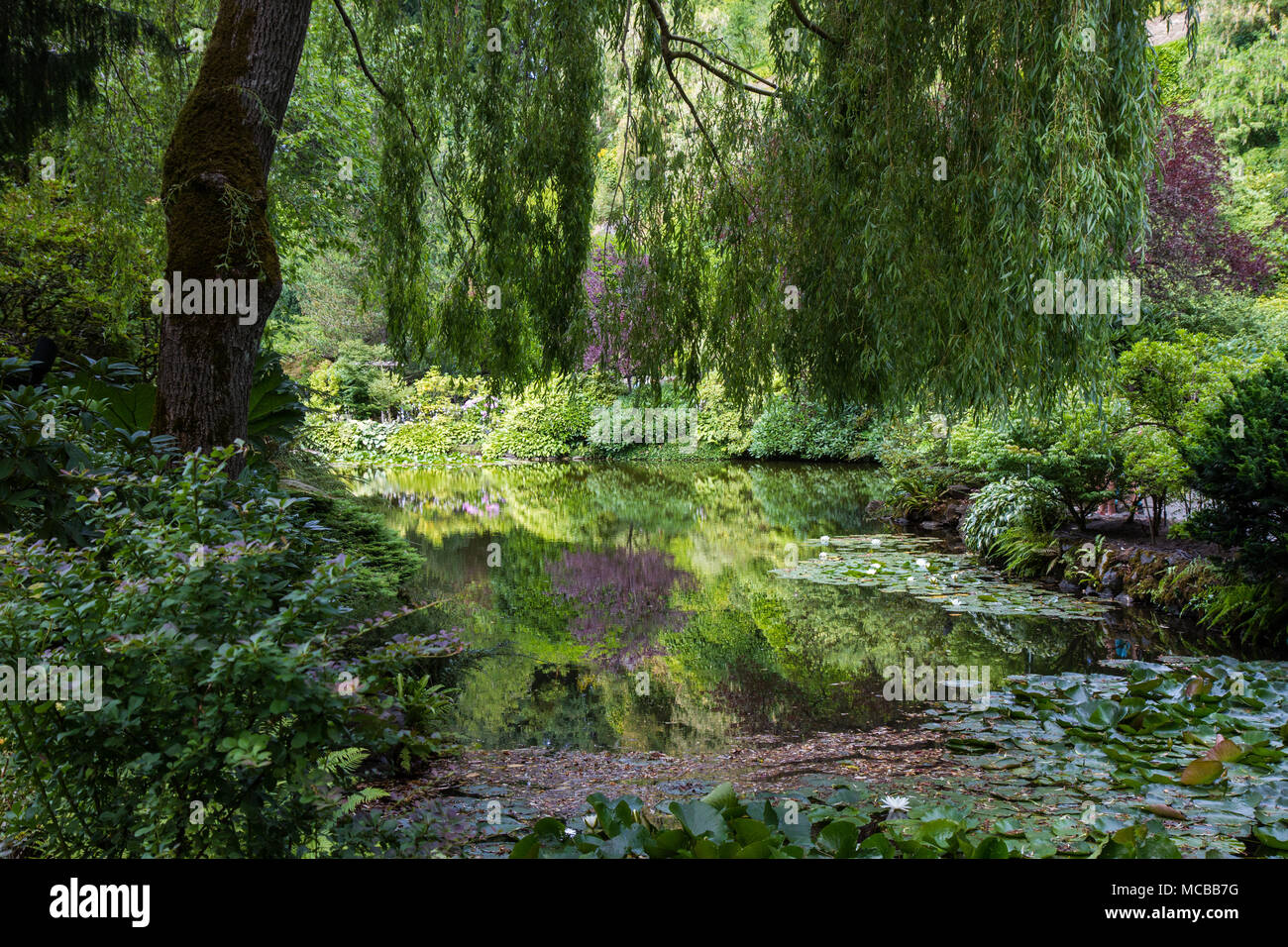 A weeping willow hangs over a small pond the sunlight reflecting the ...