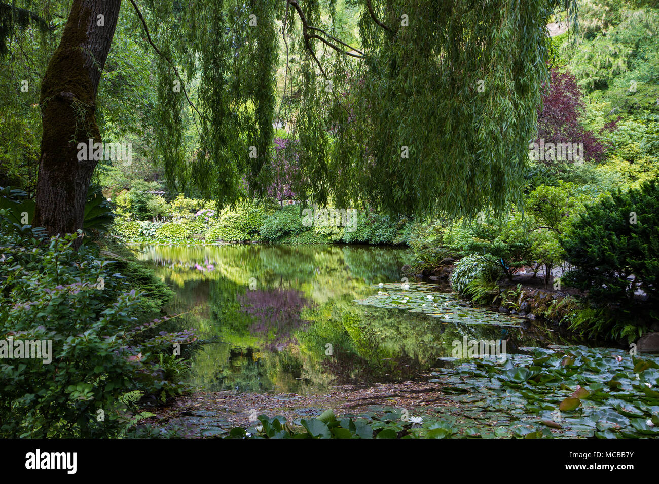 Small Garden Pond Sunlight High Resolution Stock Photography and Images ...
