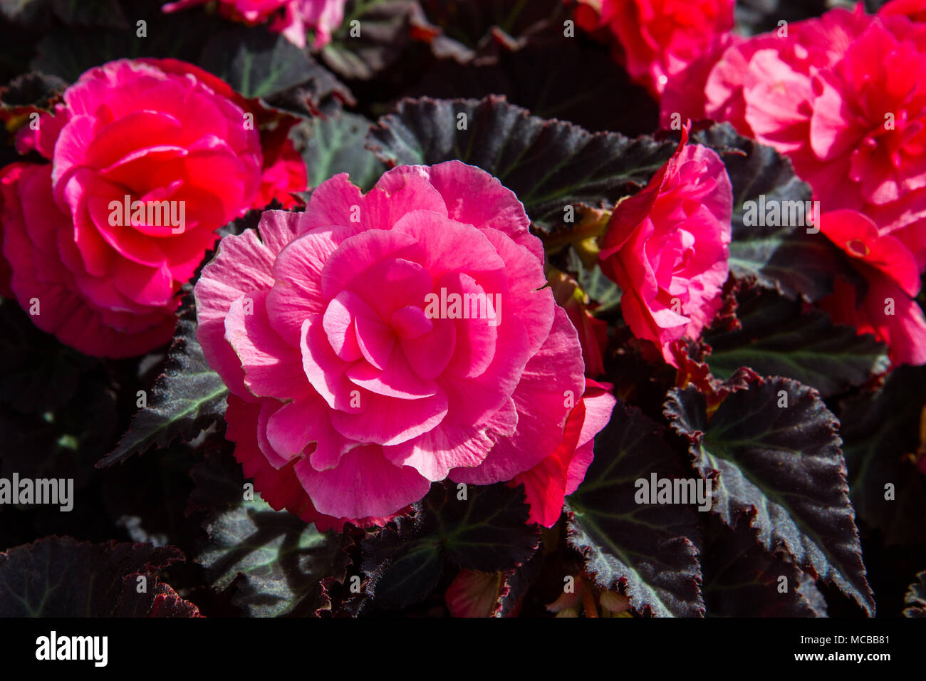 Pink leaf icon hi-res stock photography and images - Alamy