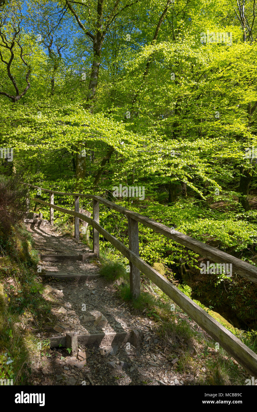 Footpath in woods at Coedydd Maentwrog beside Llyn Mair, Maentwrog ...