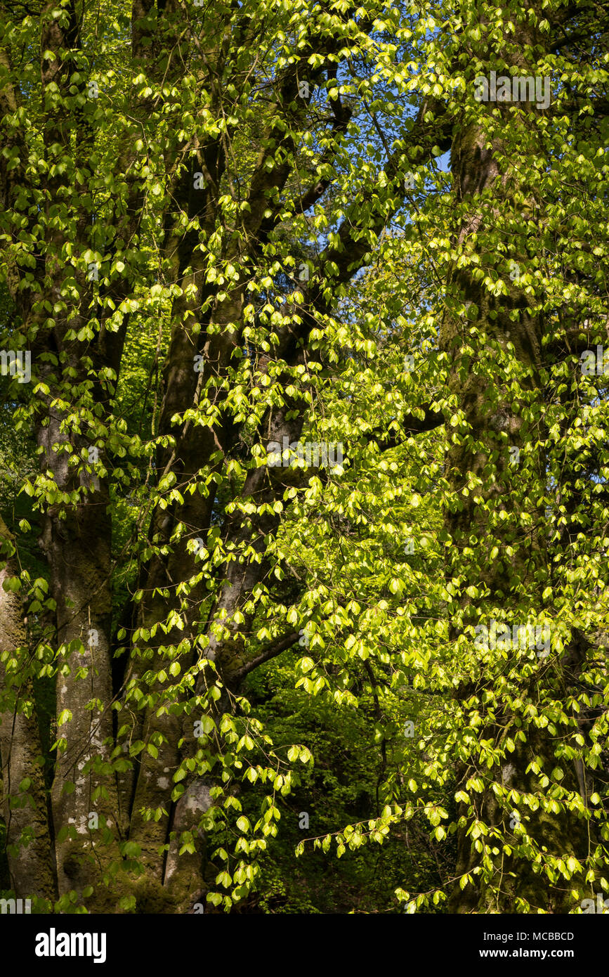 Vivid green spring growth on a mature Beech tree in North Wales, UK ...
