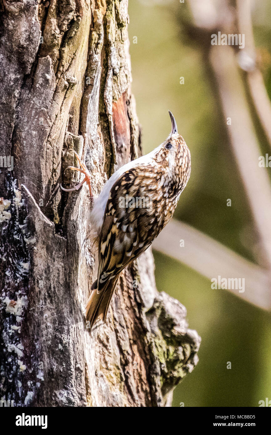 Common treecreeper certhia familiaris hi-res stock photography and ...
