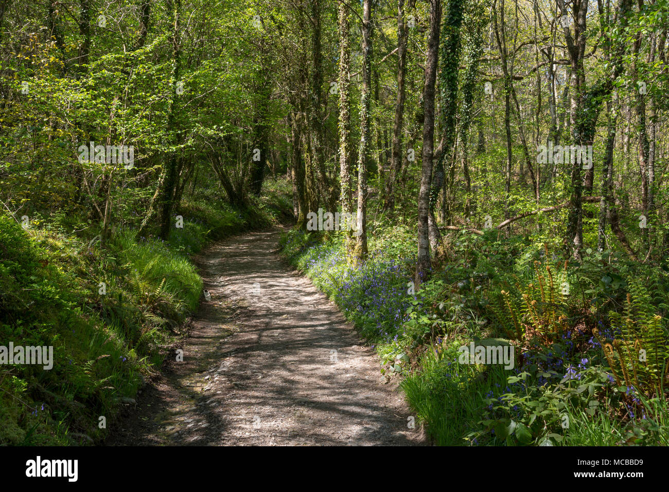 Spring woodland walk near Llyn Mair, Maentwrog in Snowdonia national ...