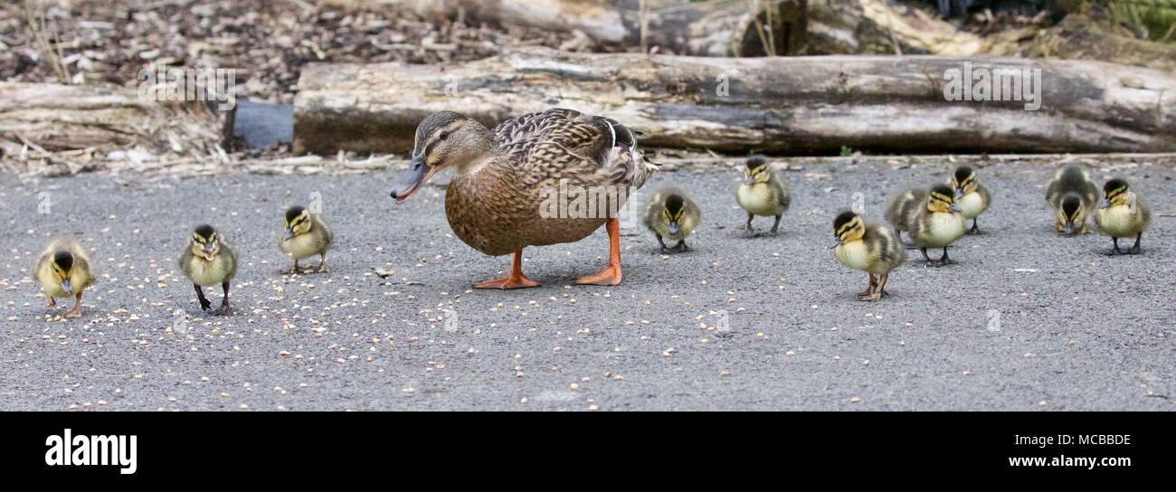 Ducklings walking hi-res stock photography and images - Alamy