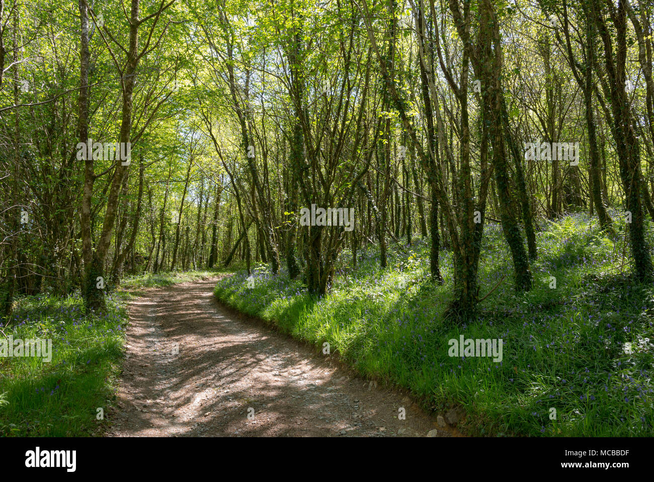 Spring woodland walk near Llyn Mair, Maentwrog in Snowdonia national ...