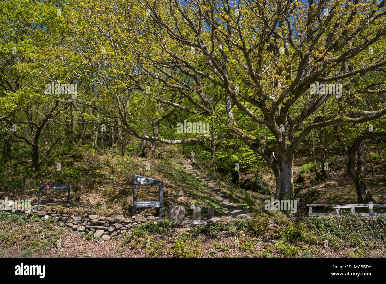 Spring woodland at Coedydd Maentwrog beside Llyn Mair in Snowdonia ...
