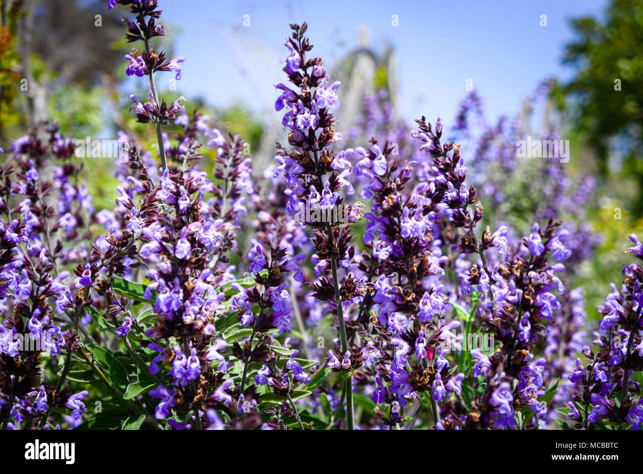Sage bush hi-res stock photography and images - Alamy