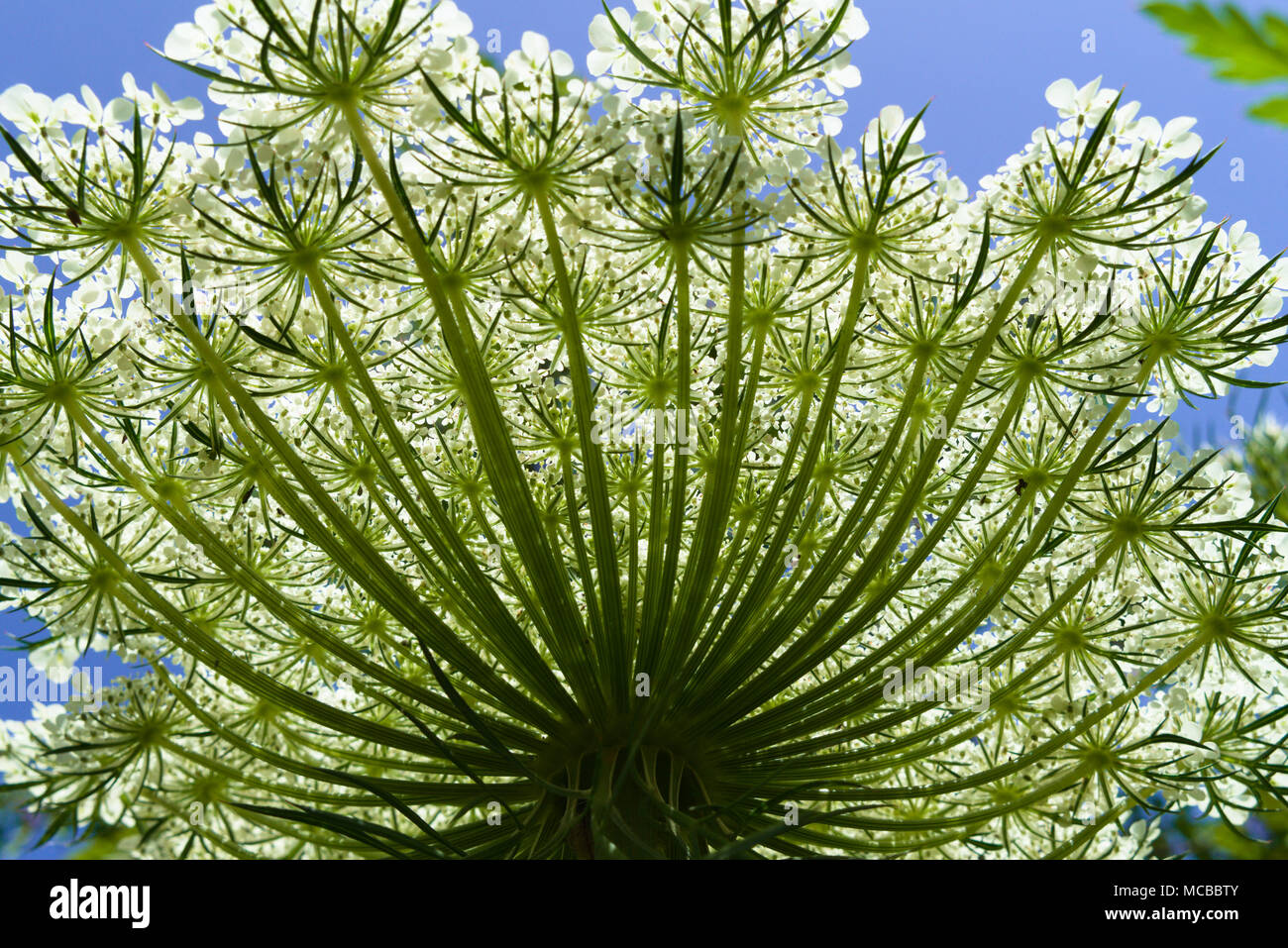 Daucus carota plant with white leaves Stock Photo - Alamy
