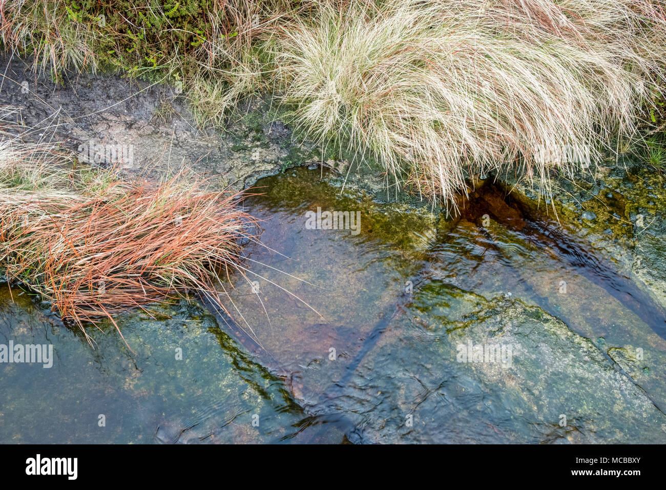 Moorlands grass hi-res stock photography and images - Alamy
