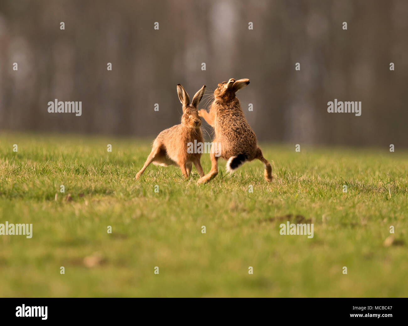 Boxing hares uk hi-res stock photography and images - Alamy