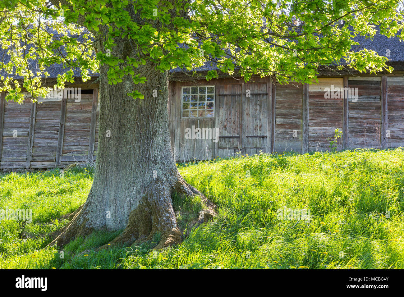 Old pasture oak hi-res stock photography and images - Alamy