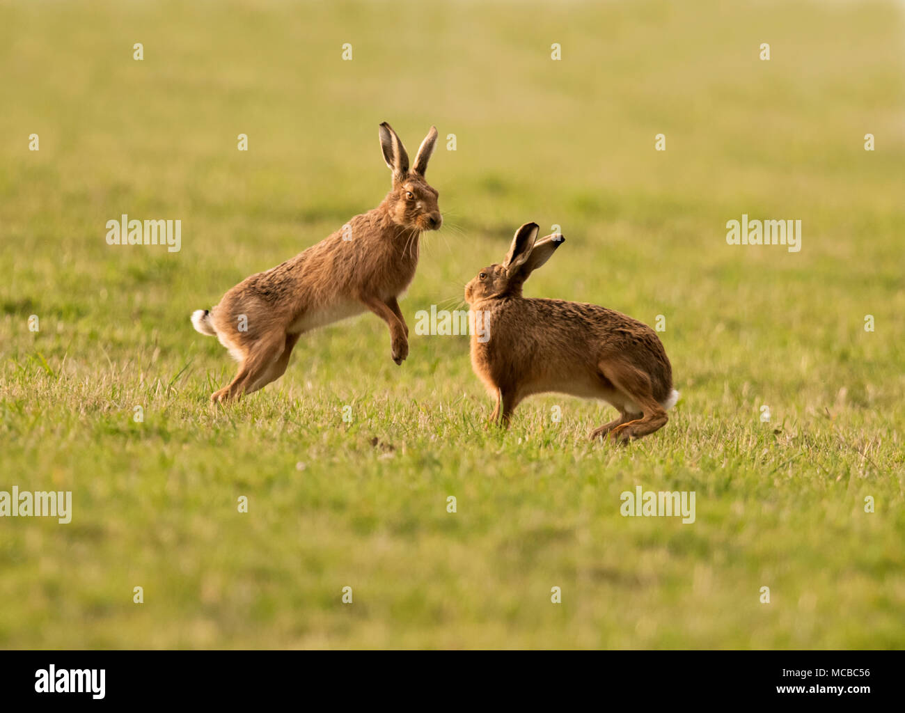 Boxing Hares High Resolution Stock Photography and Images - Alamy