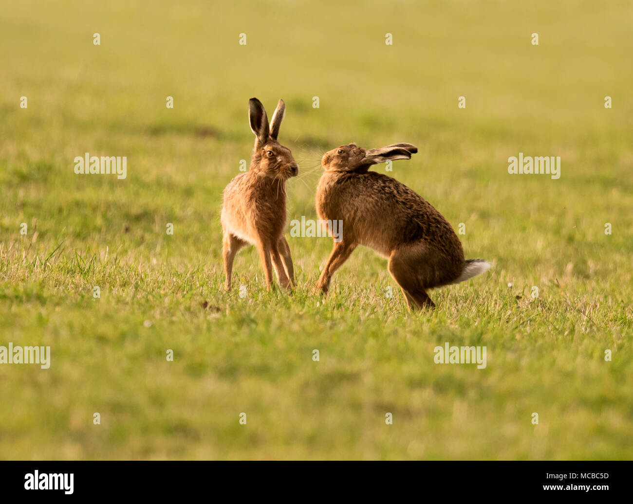 Brown hares boxing hi-res stock photography and images - Alamy