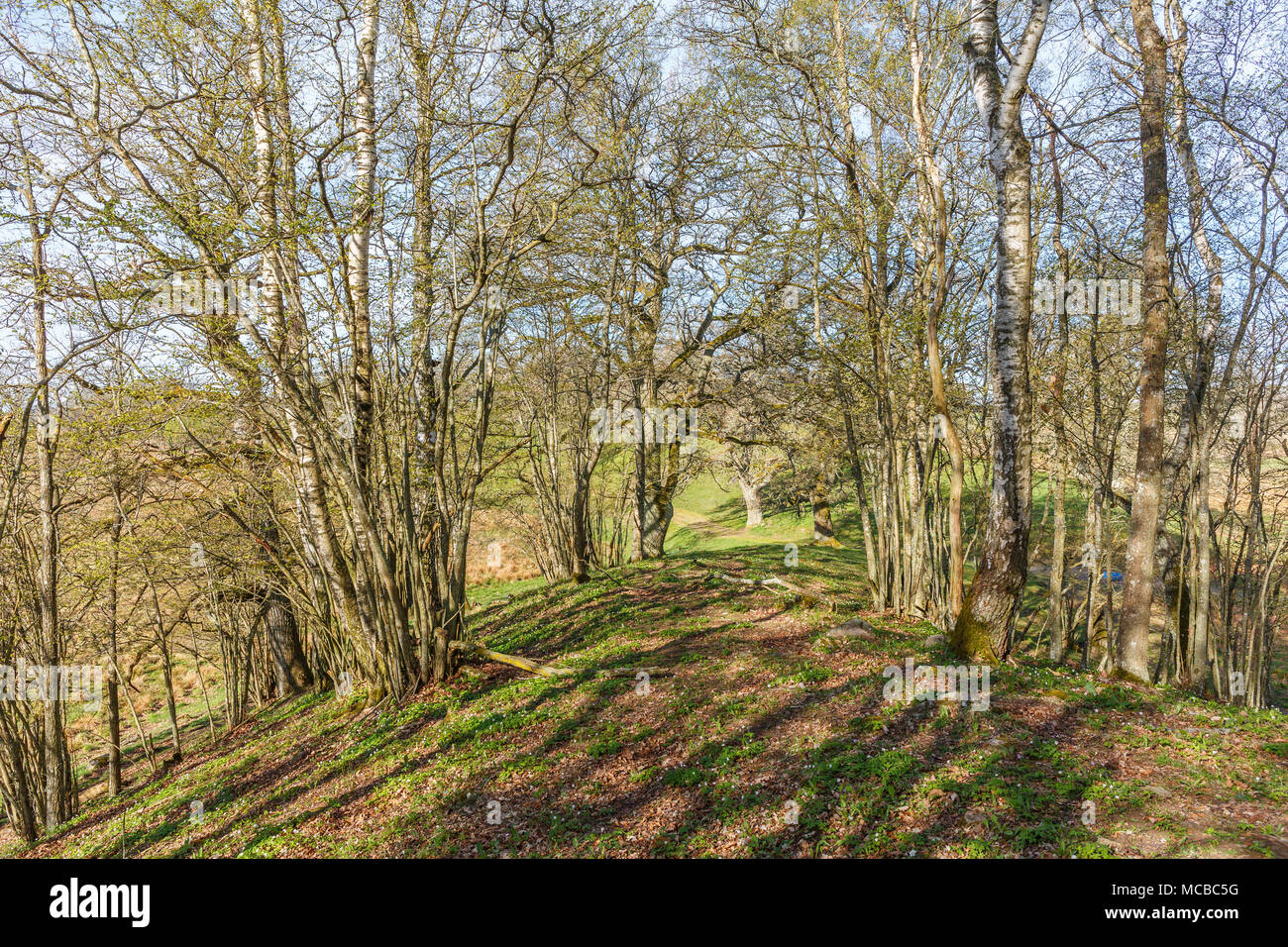 Spring day in a forest with a hiking trail Stock Photo - Alamy