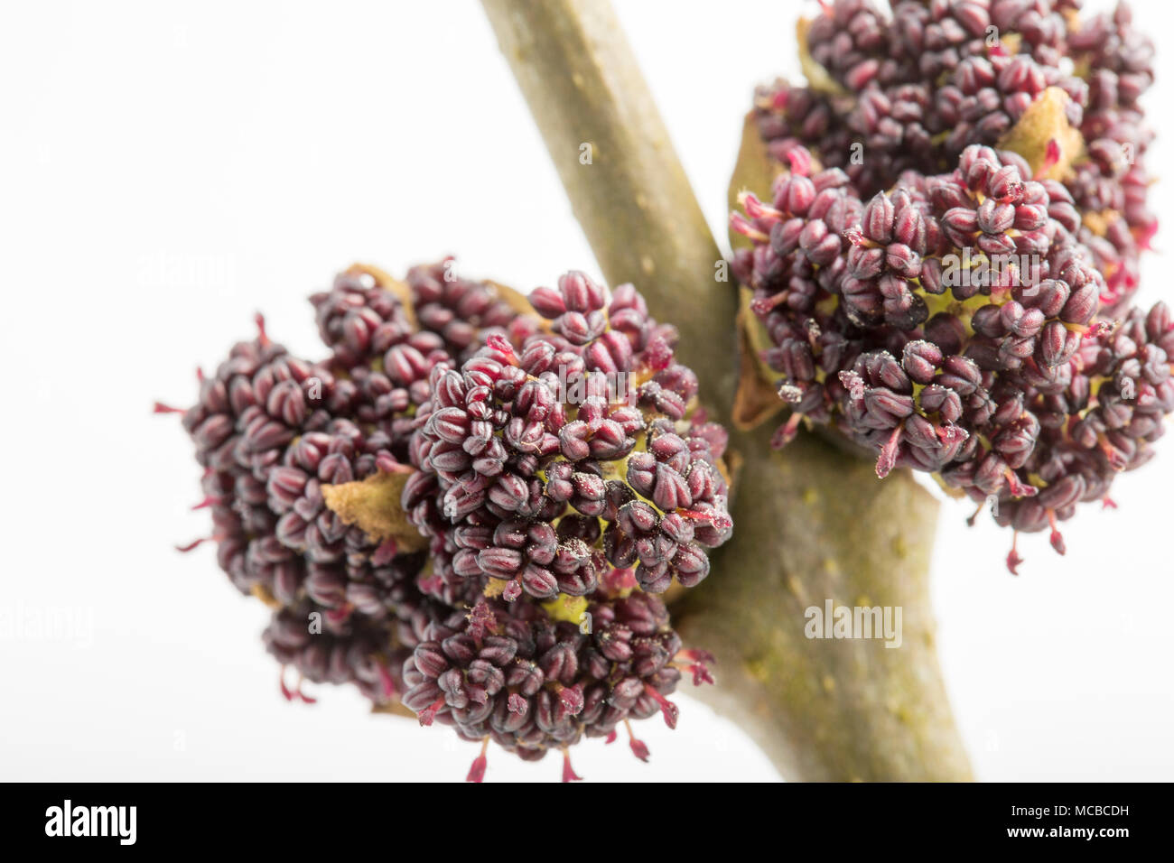 Flowers of the ash tree Fraxinus excelsior April 15 2018 Dorset England ...