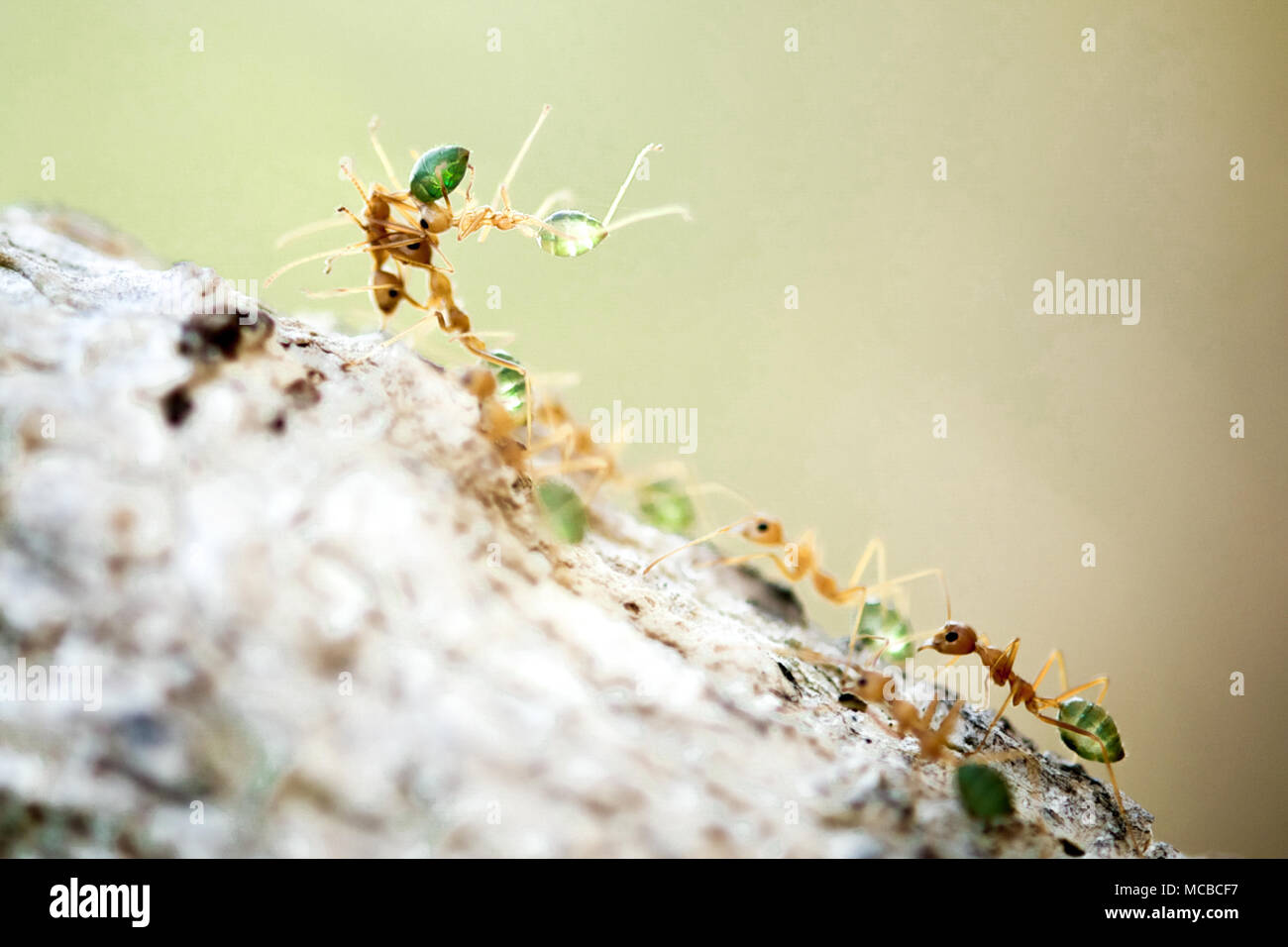 Group of ants hi-res stock photography and images - Alamy