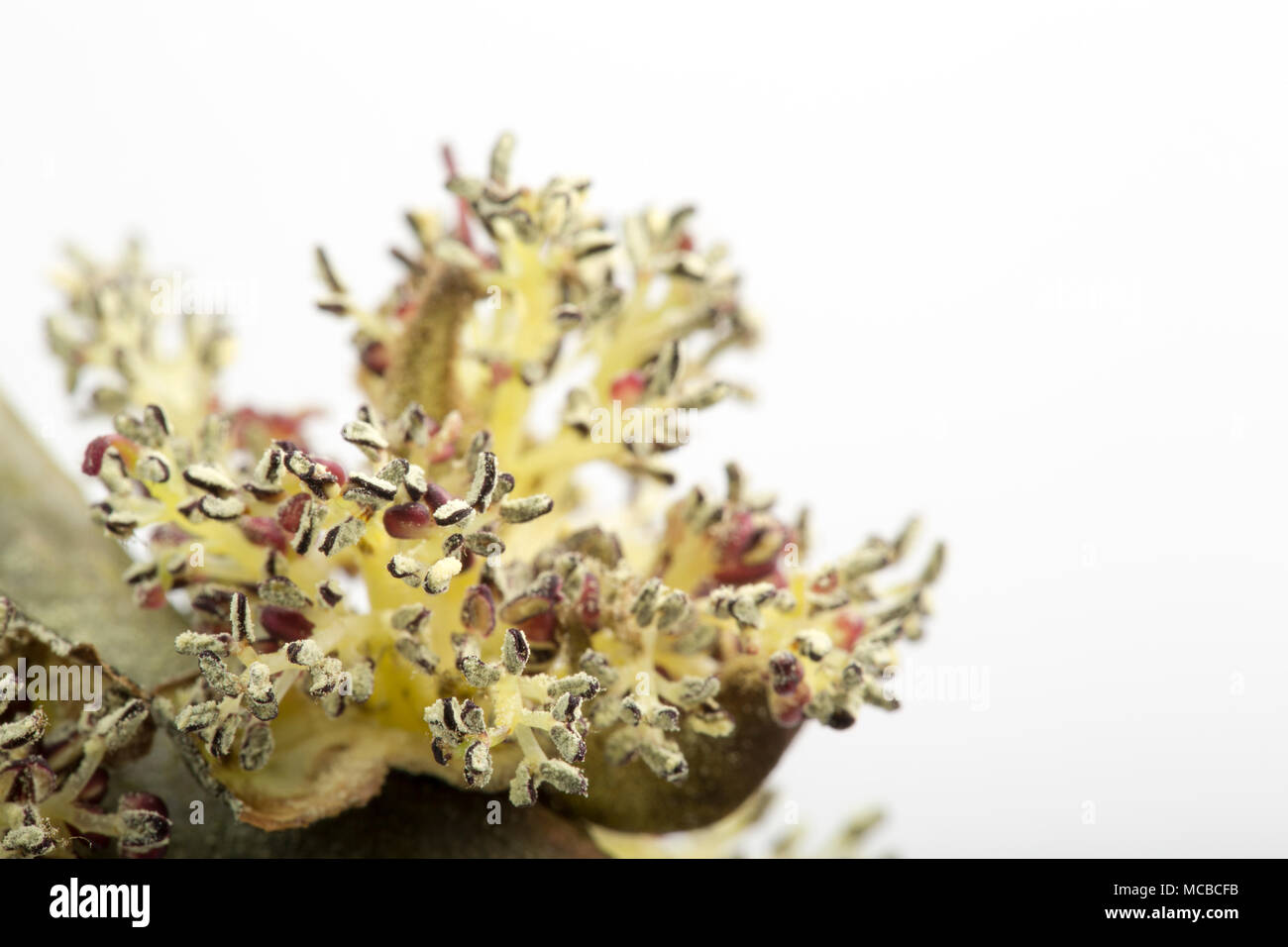 Flowers of the ash tree Fraxinus excelsior April 15 2018 Dorset England ...