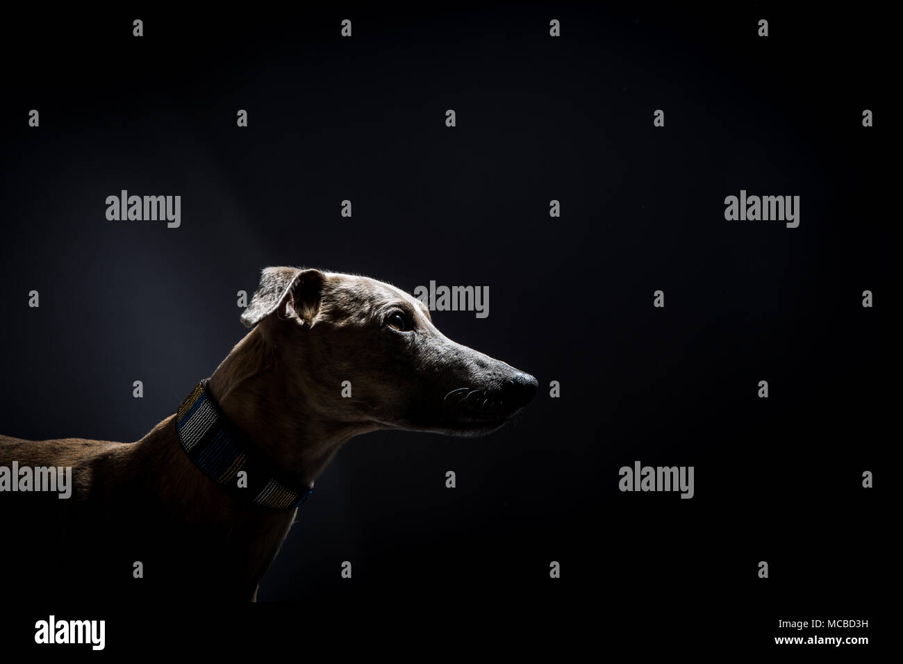 Cinematic dog shot hi-res stock photography and images - Alamy