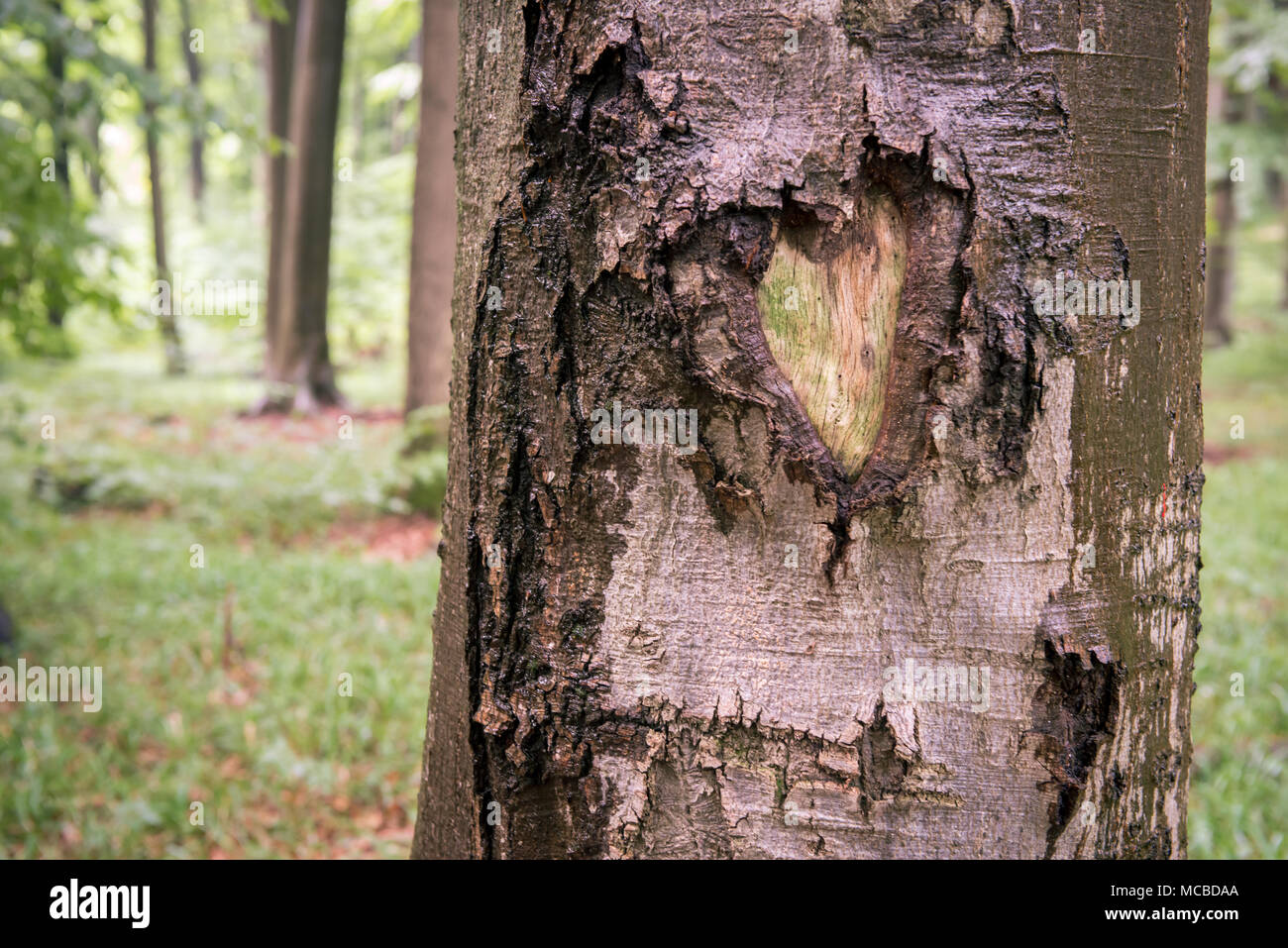 Tree bark with natural grown heart Stock Photo - Alamy