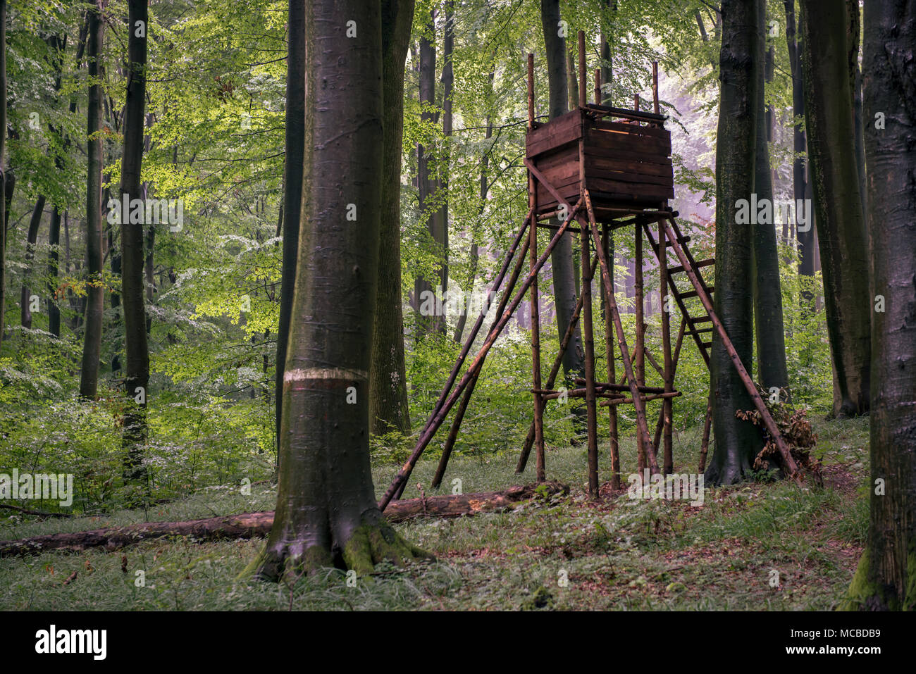 Raised hide in beech grove Stock Photo - Alamy