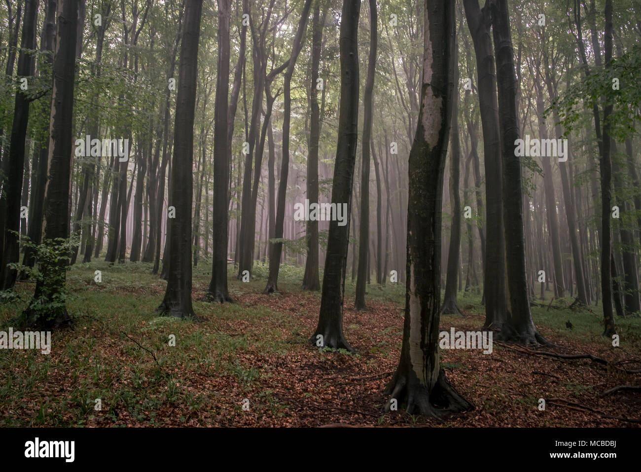 Beech tree grove hi-res stock photography and images - Alamy