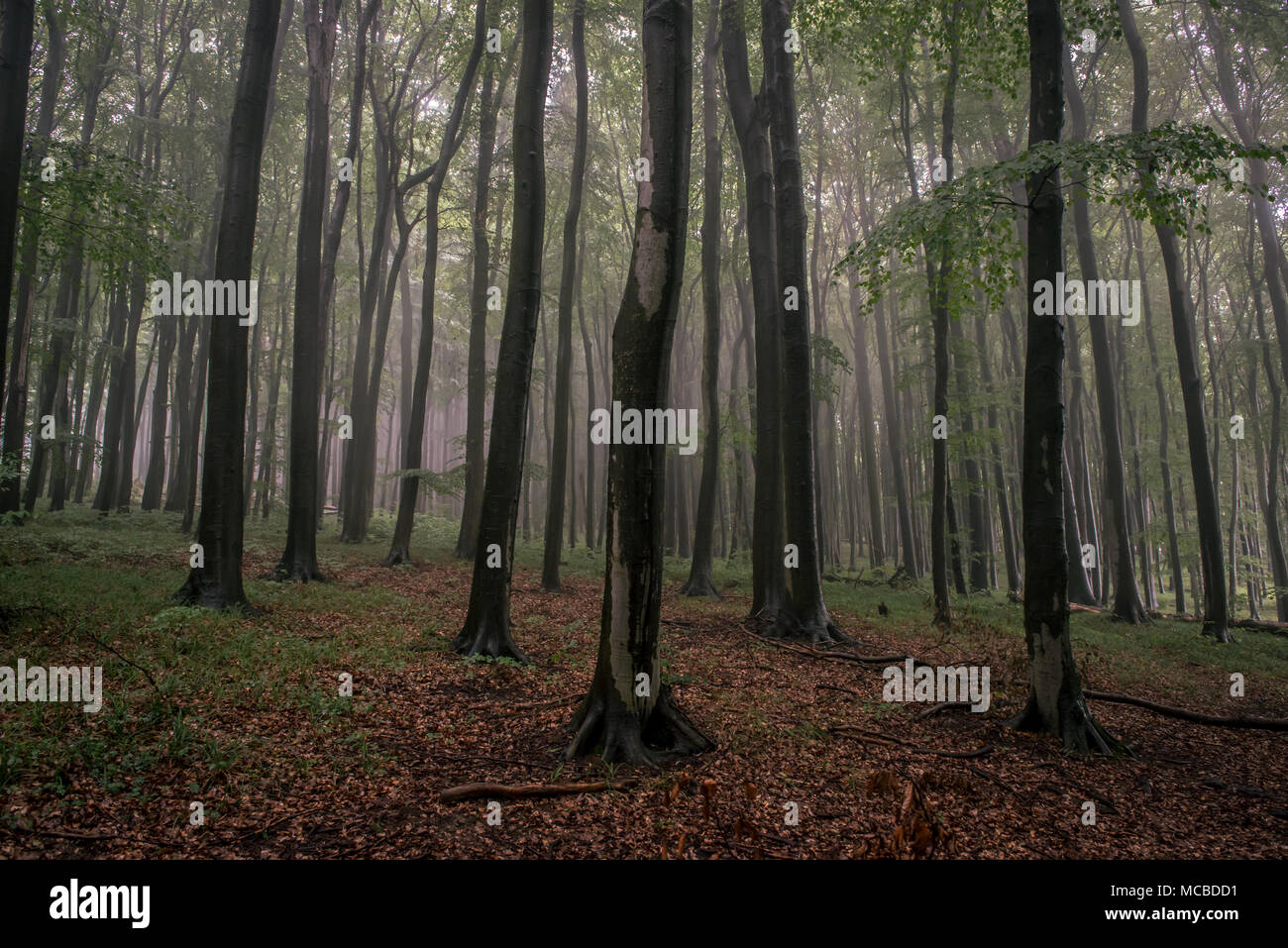 Grove beech hi-res stock photography and images - Alamy
