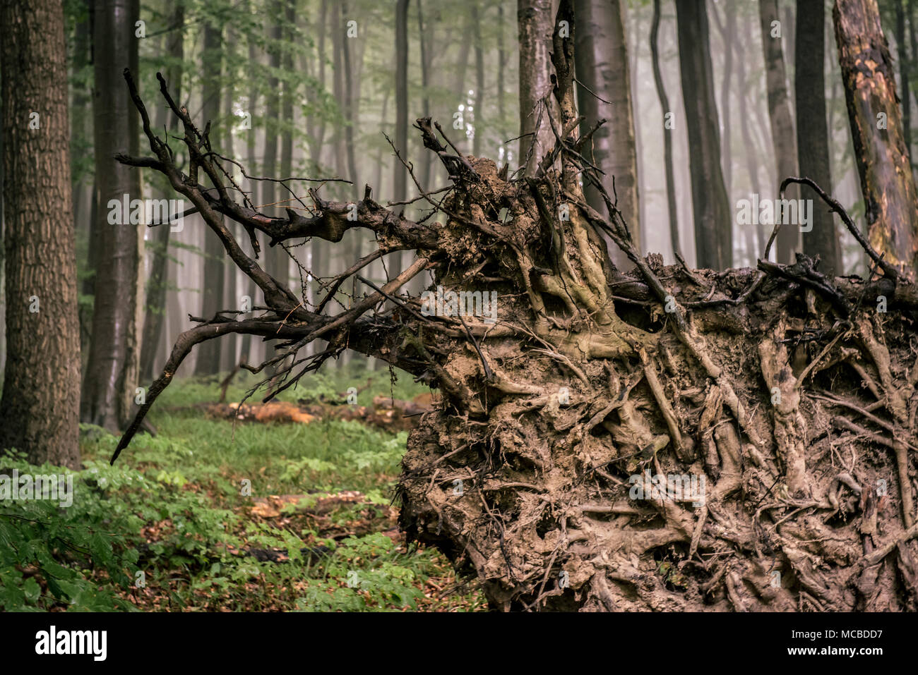 Roots of overturned beech Stock Photo - Alamy