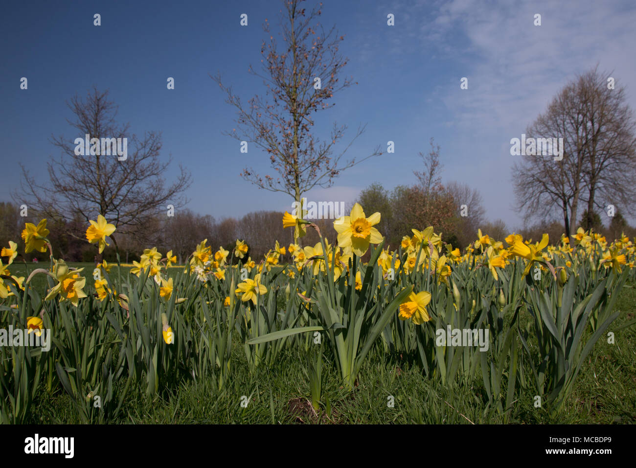 Varieties of jonquils hi-res stock photography and images - Alamy