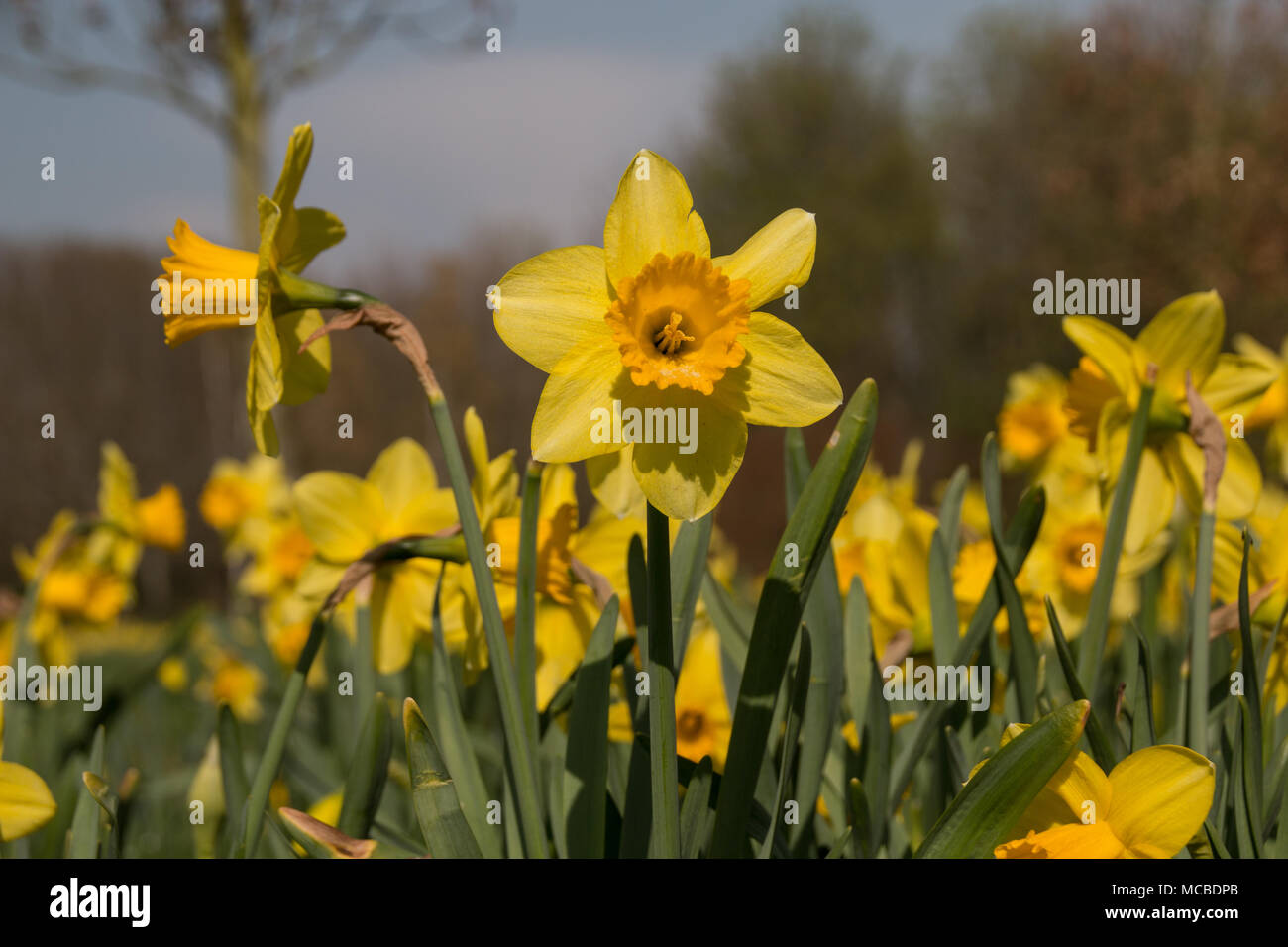 Jonquils bouquet hi-res stock photography and images - Alamy