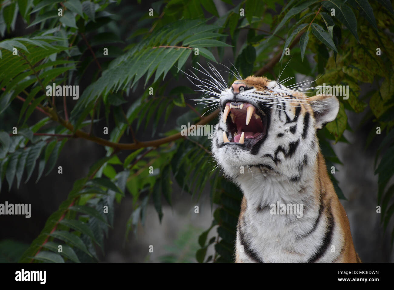 Close up front portrait of one young Siberian tiger (Amur tiger ...