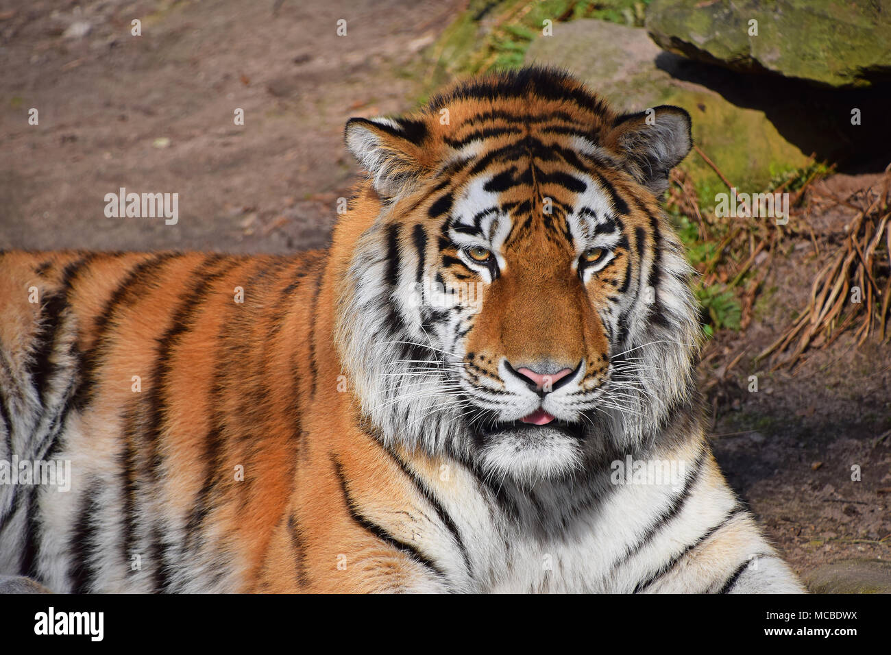 Close up front portrait of one young Siberian tiger (Amur tiger ...