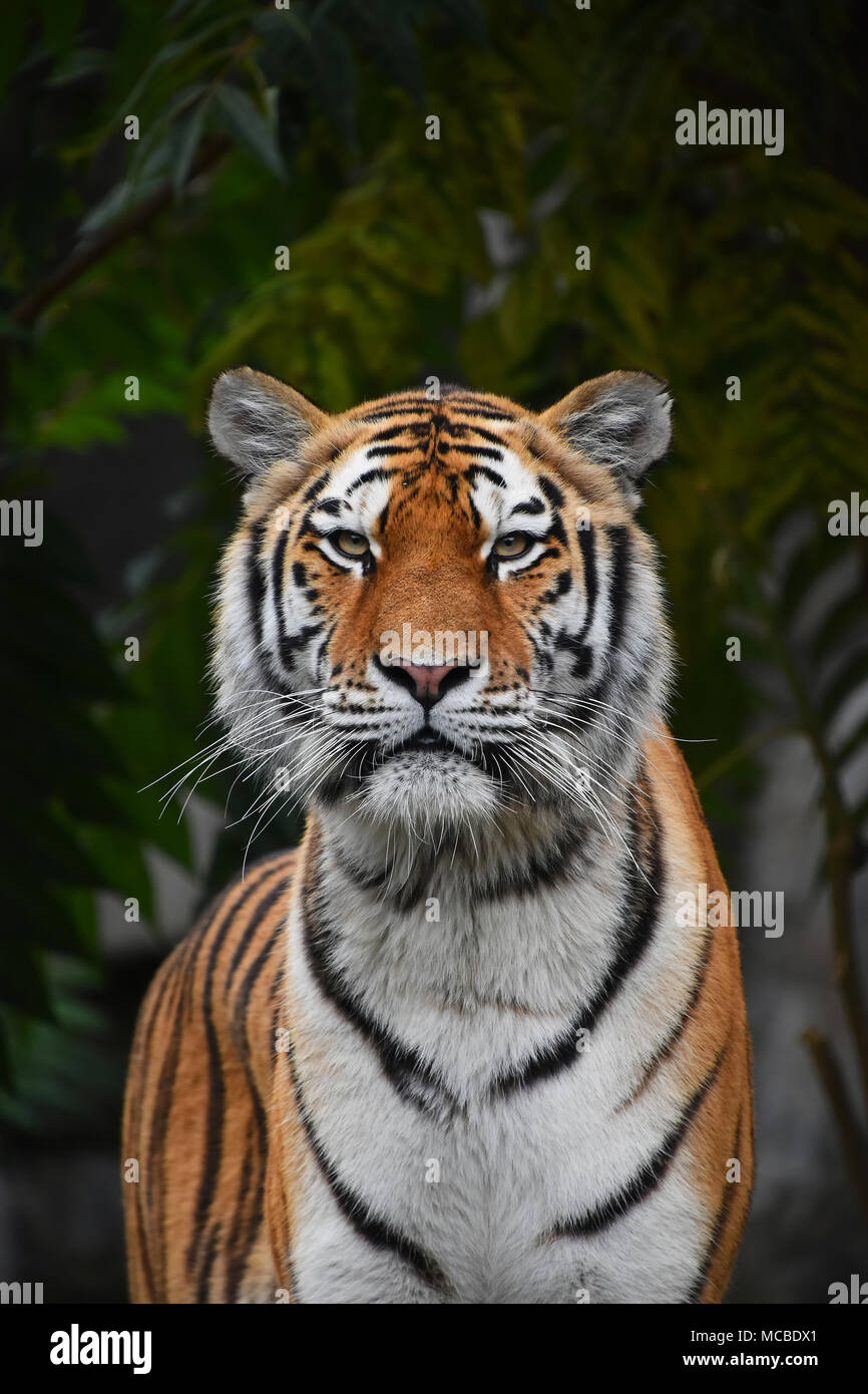 Low Angle View Siberian Tiger Stock Photos & Low Angle View Siberian ...