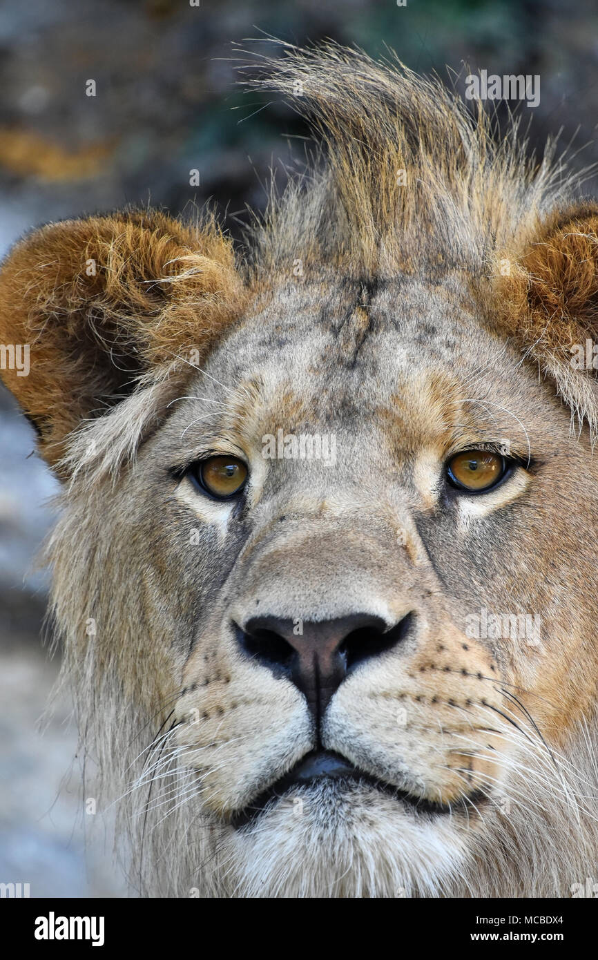 Closeup young gorgeous african hi-res stock photography and images - Alamy