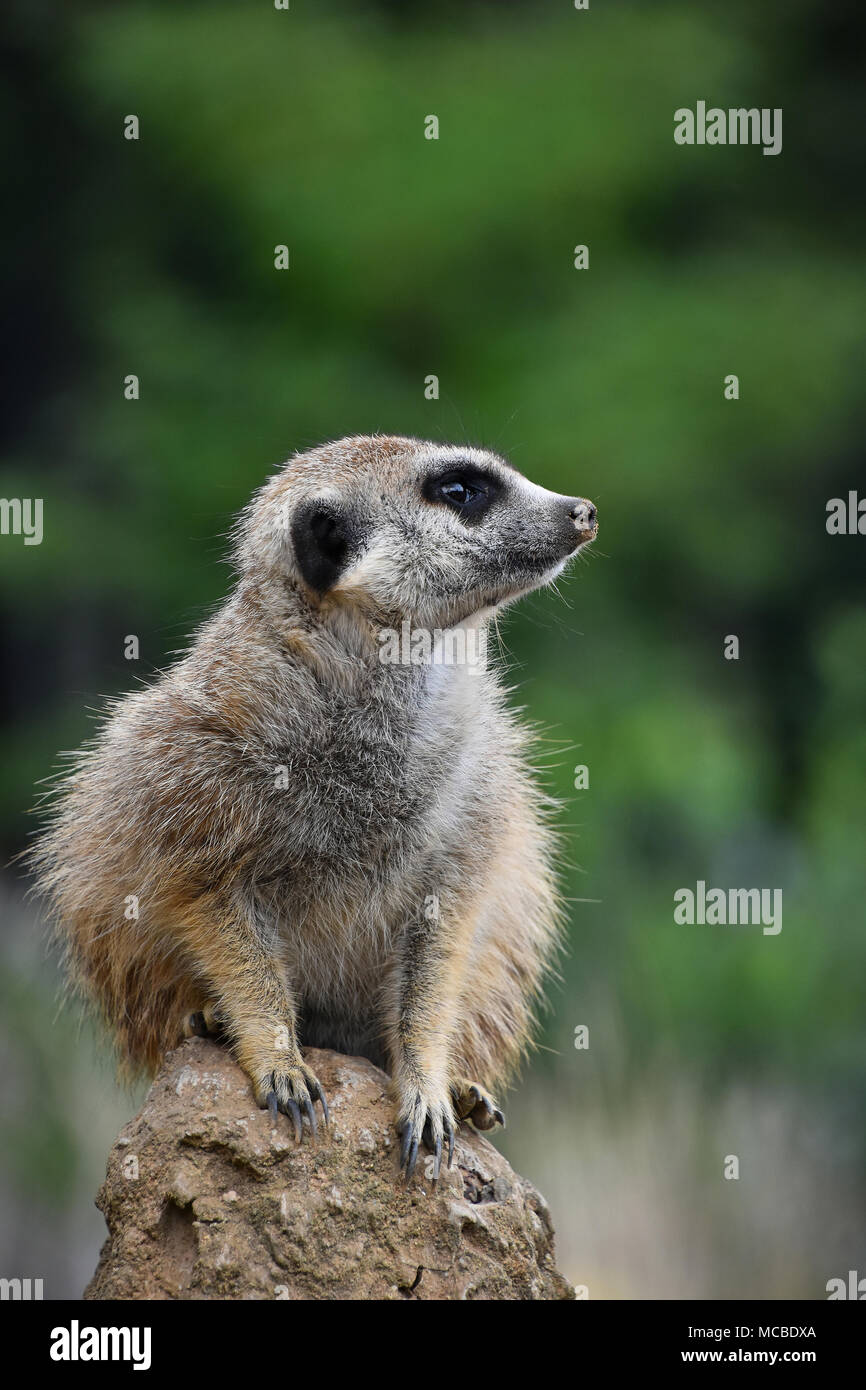 Close up side profile portrait of one meerkat sitting on a rock and ...