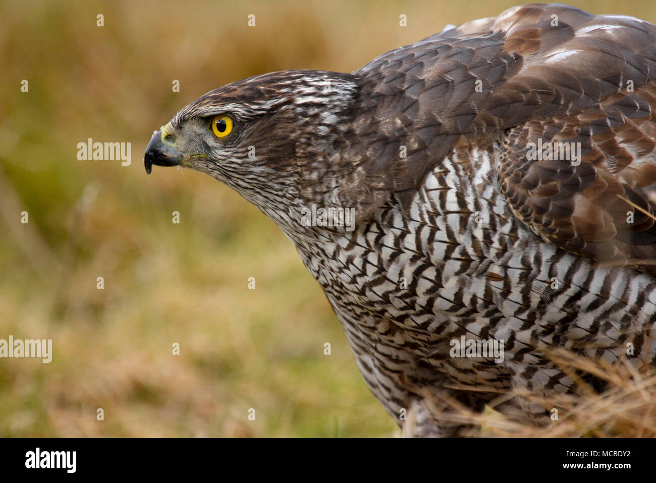 Portrait of a goshawk head and shoulders bird of prey in the united ...
