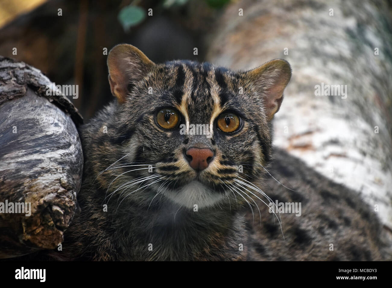 Fishing cat prionailurus viverrinus hi-res stock photography and images ...