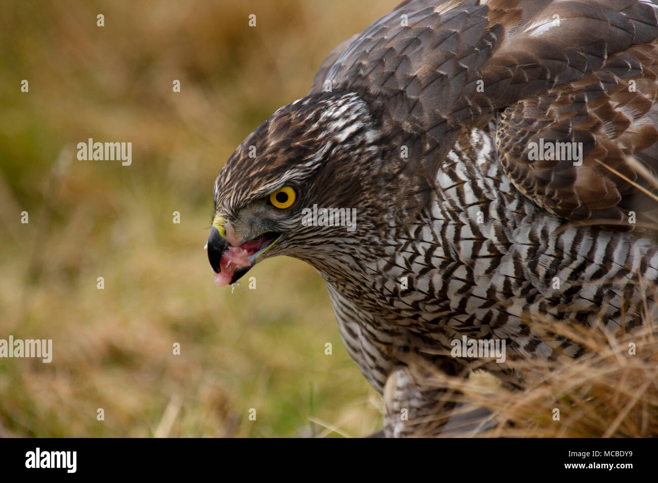 Portrait of a goshawk head and shoulders bird of prey in the united ...