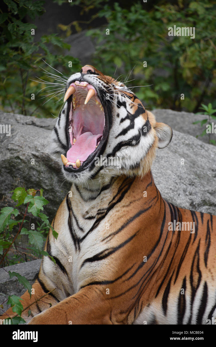 Tiger Teeth