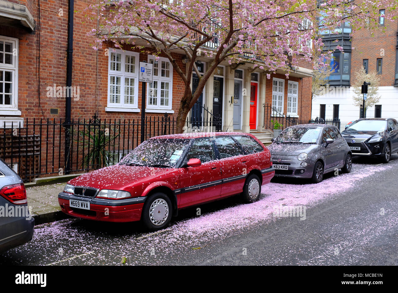 Cars covered in Blossom in Wheatley Street - London W1 Stock Photo - Alamy