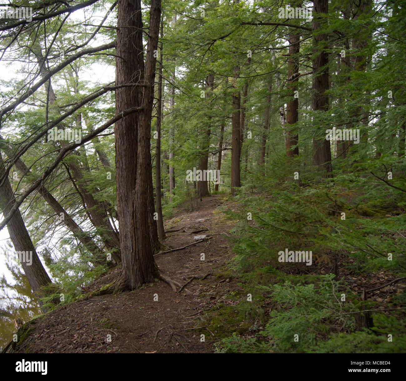Evergreen trees line a path in the forest Stock Photo - Alamy