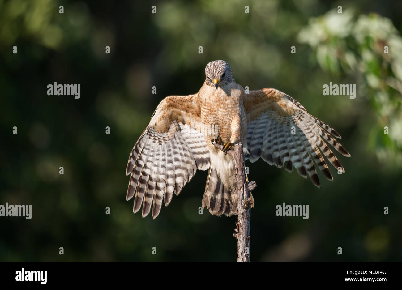 Red Shouldered Hawk Stock Photo - Alamy