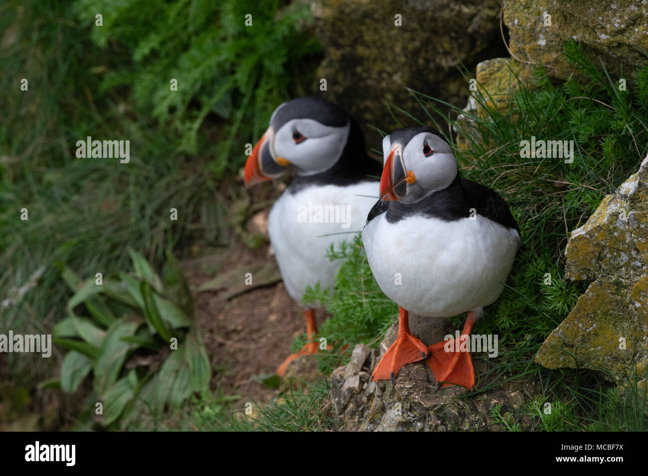 Puffins on sea cliff hi-res stock photography and images - Alamy